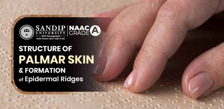 Structure of Palmar Skin & Epidermal Ridges | Forensic Science